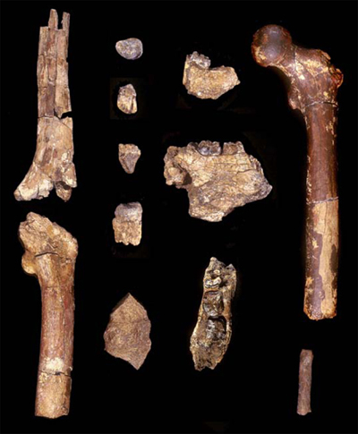 MILENIUM ANCESTOR (ORRORIN TUGENENSIS): ¿OTRO PRIMER HUMANO?