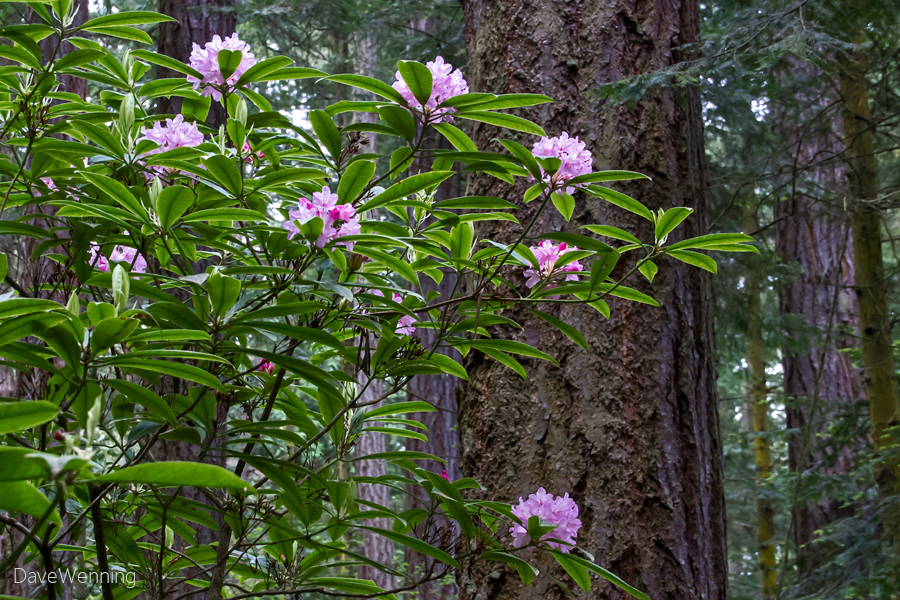 Pacific Rhododendrons 5/5/2014
