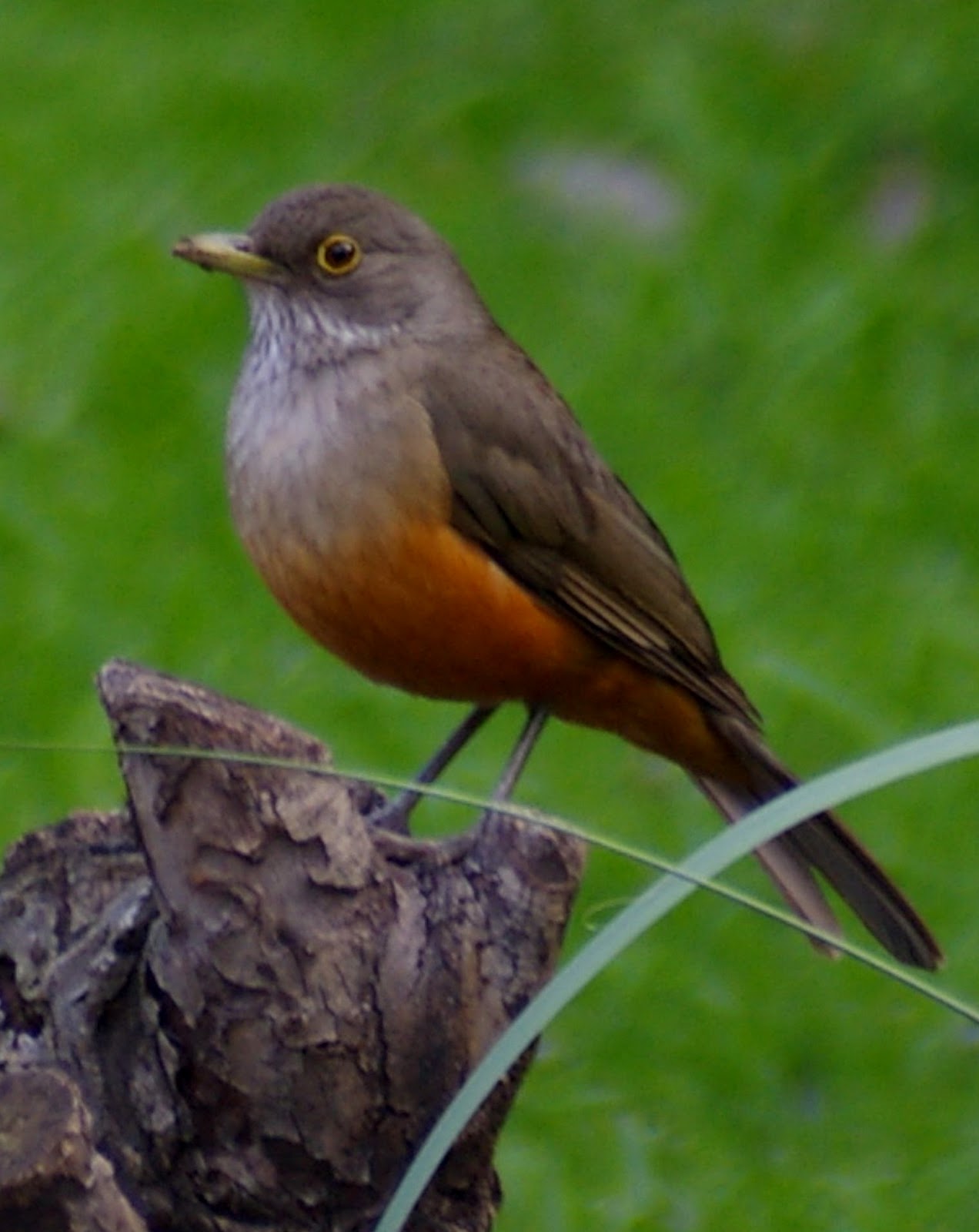 PASSERIFORMES: PASSERIFORMES