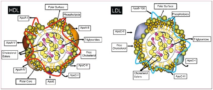 Cholesterol: The Good and The Bad: Cholesterol: The Good and The Bad ...