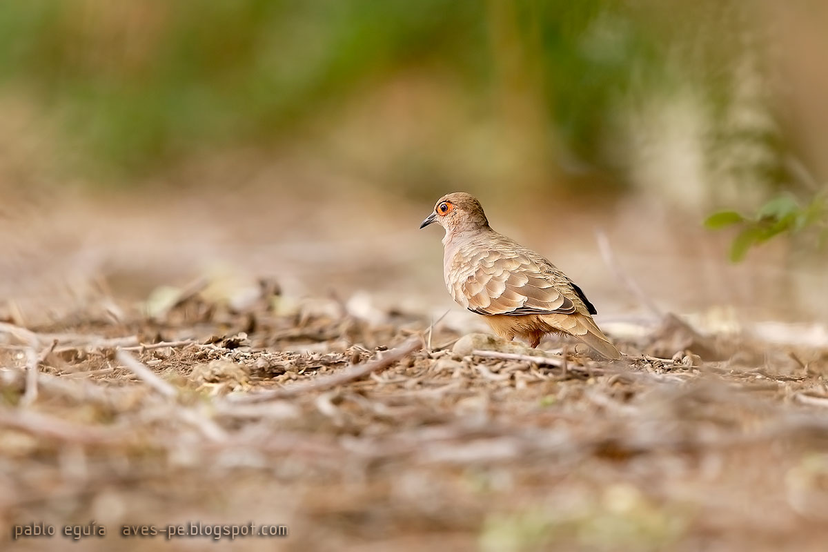 mis fotos de aves: Metriopelia ceciliae Palomita Moteada Bare-faced ...