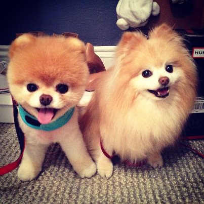 BOO, O CACHORRO MAIS FAMOSO DA INTERNET, FOTOS ~ imagens para celular