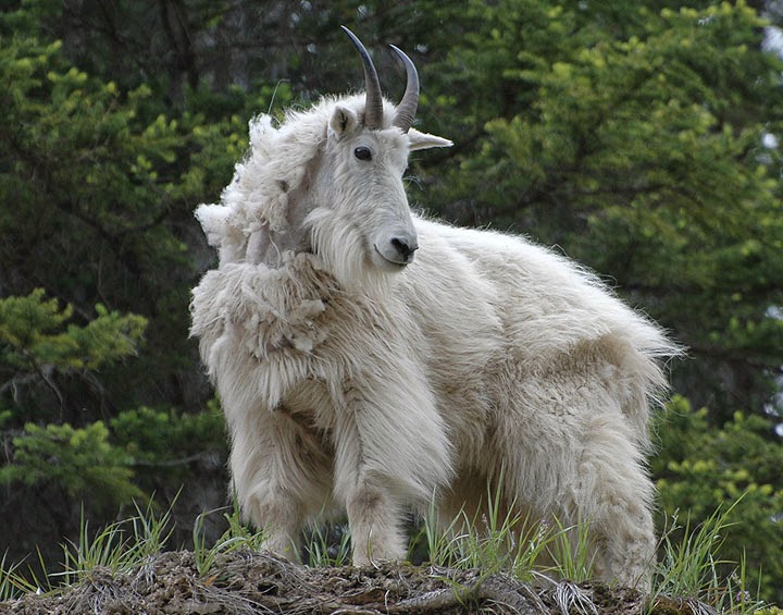Island Weavings: Mountain Goat