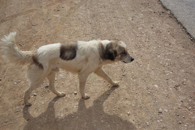 Ir(relevant) Profoundities: Aidi - Dog Breed Profile