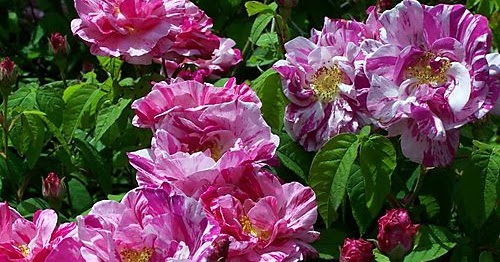 HISTORIC ROSES - 'Rosa Mundi' |The Garden of Eaden