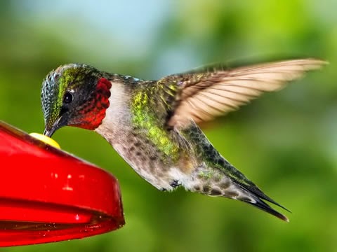 Shirley's World: Tiny and Feisty, the Hummingbird