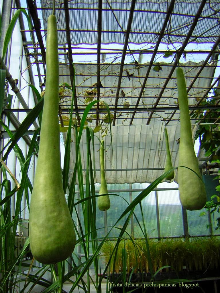 ACOCOTE; significado, usos rituales y medicinales. El pulque sagrado ...