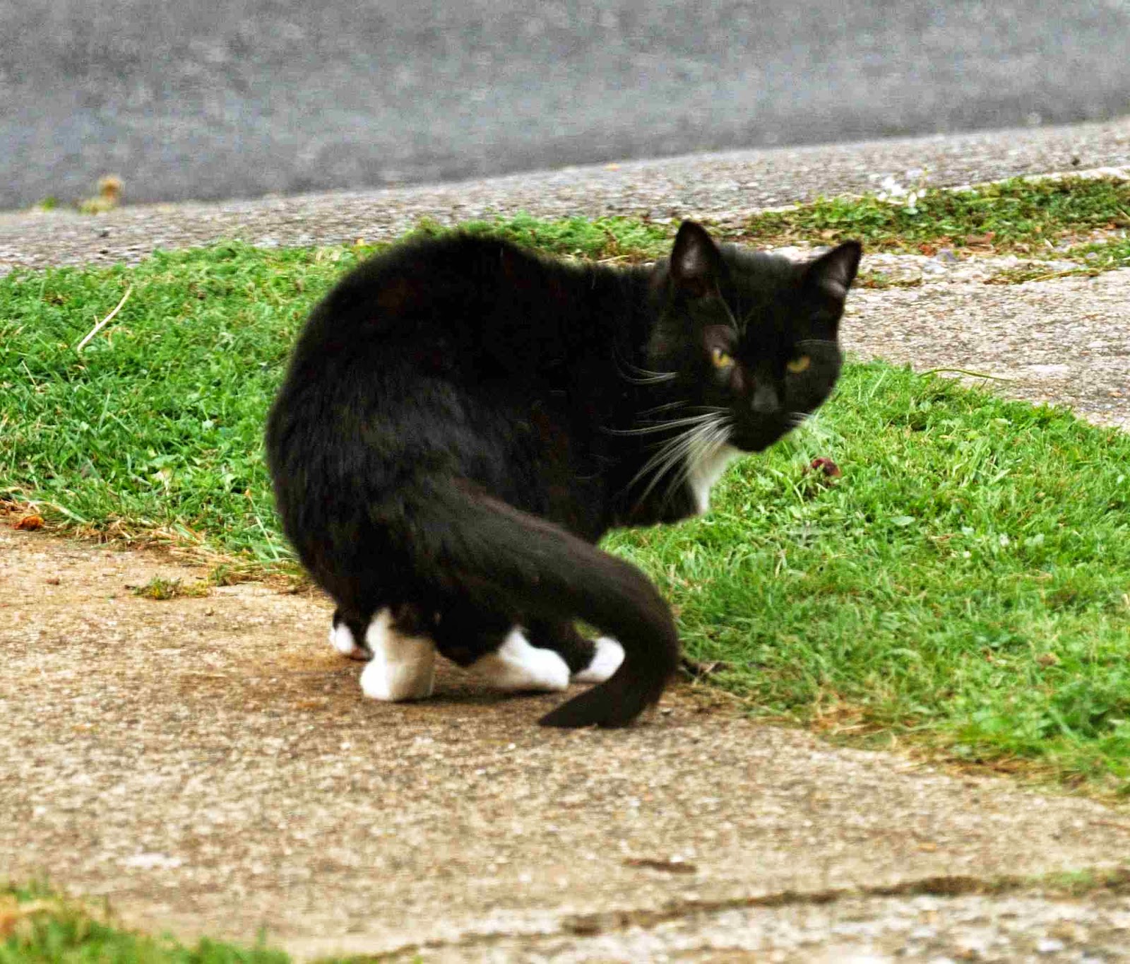 Lil's Catworld: Spinning, Spinning Around