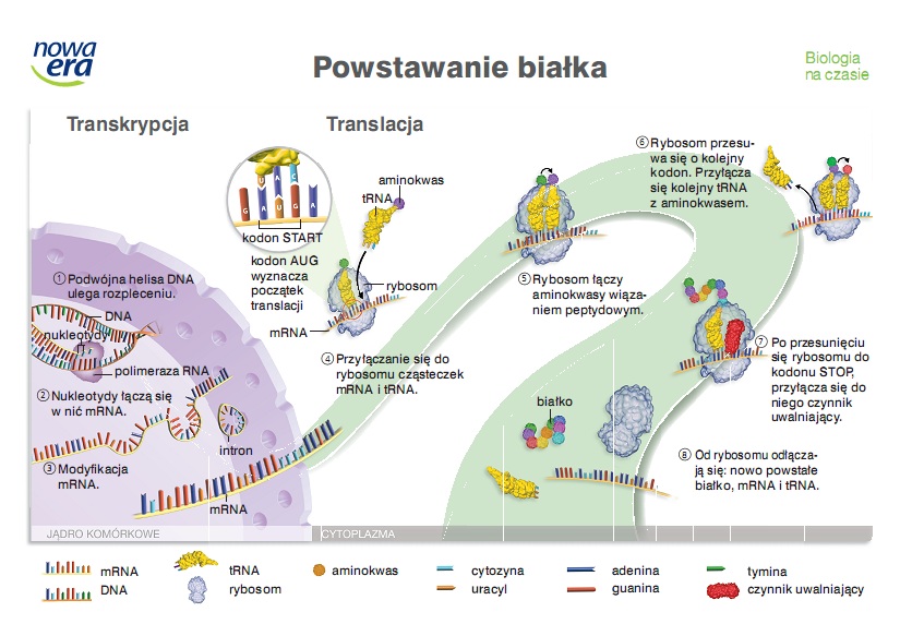 E lekcje: Biosynteza białka
