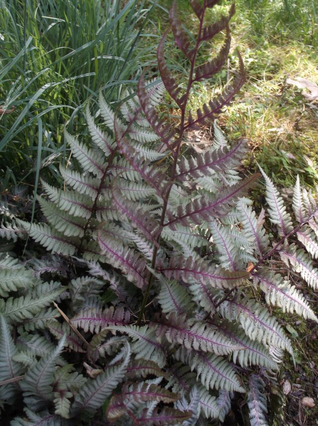 Future Plants by Randy Stewart: Fern - Athyrium ( Painted & Lady Ferns )