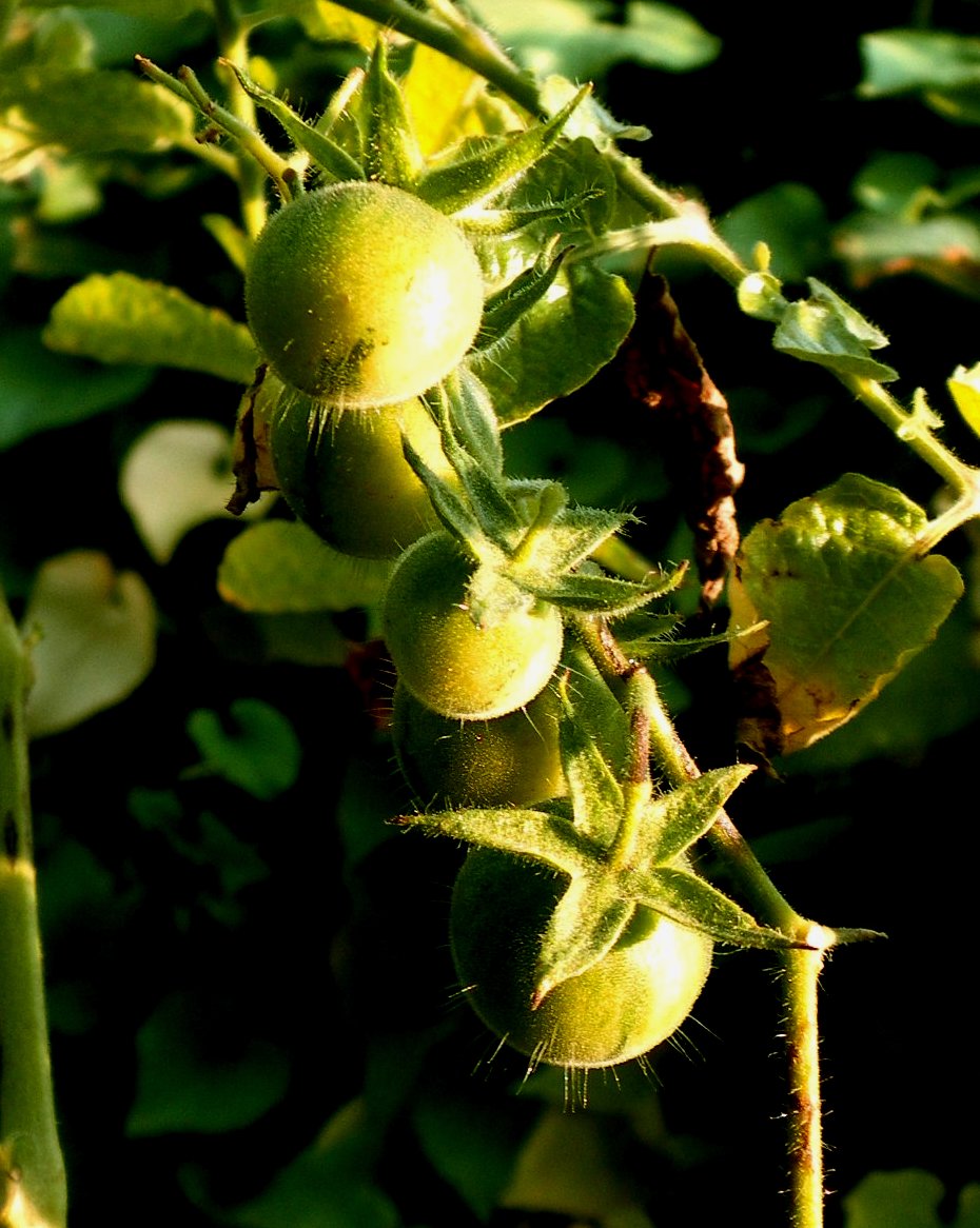 Scirpidiella's Plants: Wild Tomato species (Lycopersicon spp.)