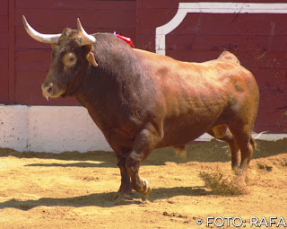 LA PASIÓN POR LA TAUROMAQUIA Y LA CINEGÉTICA: Hablemos del toro de lidia