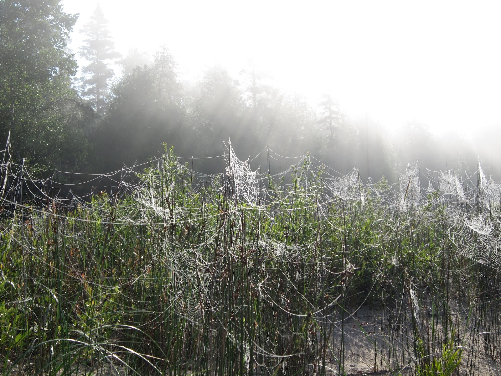 Amy Brown Science: Spiders Everywhere!