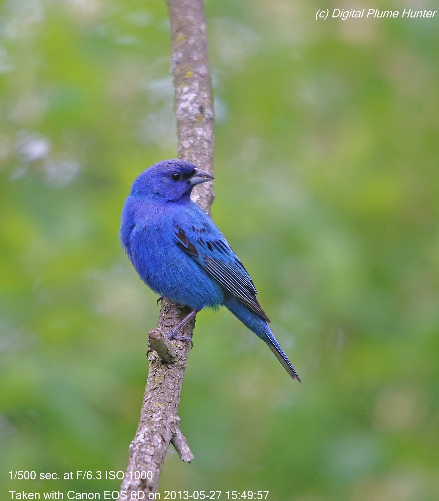 Hunting Digital Plumes in the US and Beyond: Indigo Bunting, Blue ...