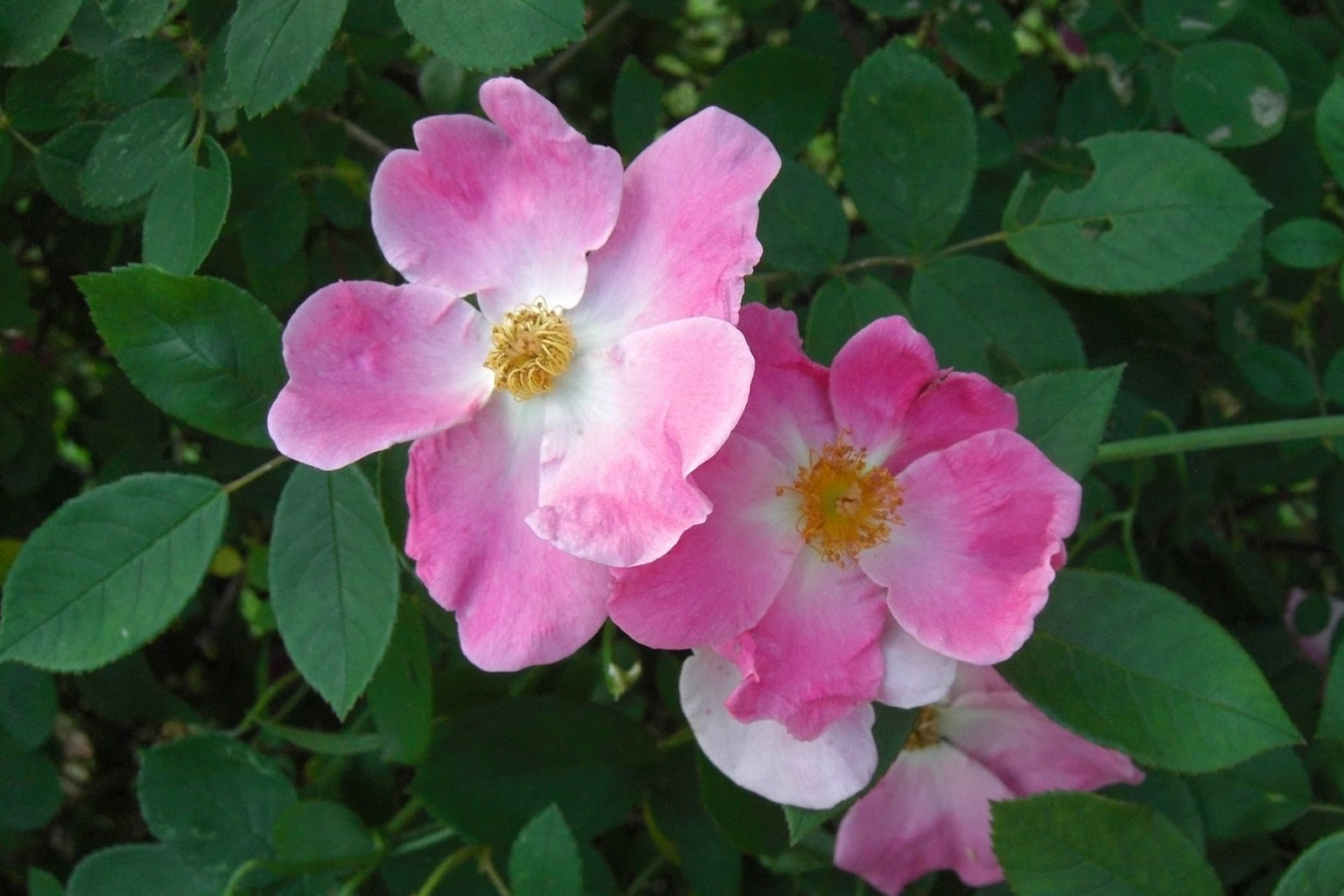 Picture of the Week: May Roses