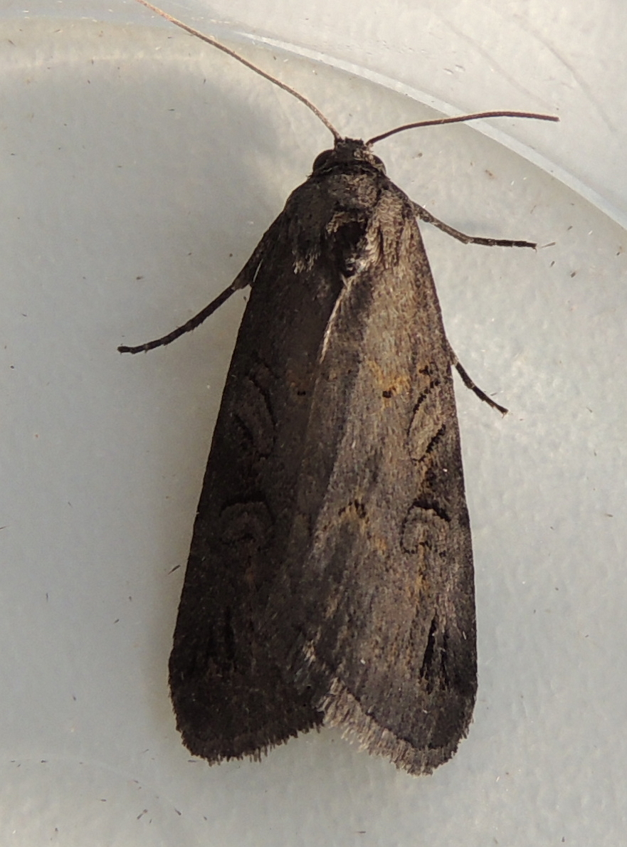 Ceredigion Moths: Anomalous