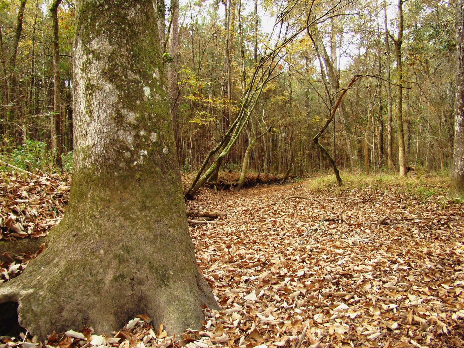 NationalForestHunter: Hunting the Sam Houston National Forest - 1998 ...