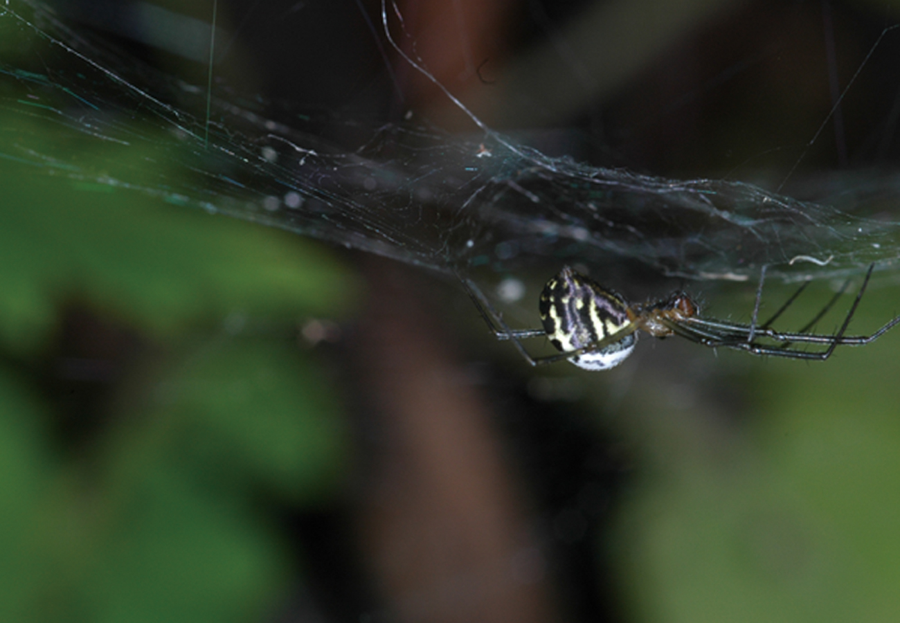 Species New to Science: [Arachnida • 2018] A Review of some Neriene ...