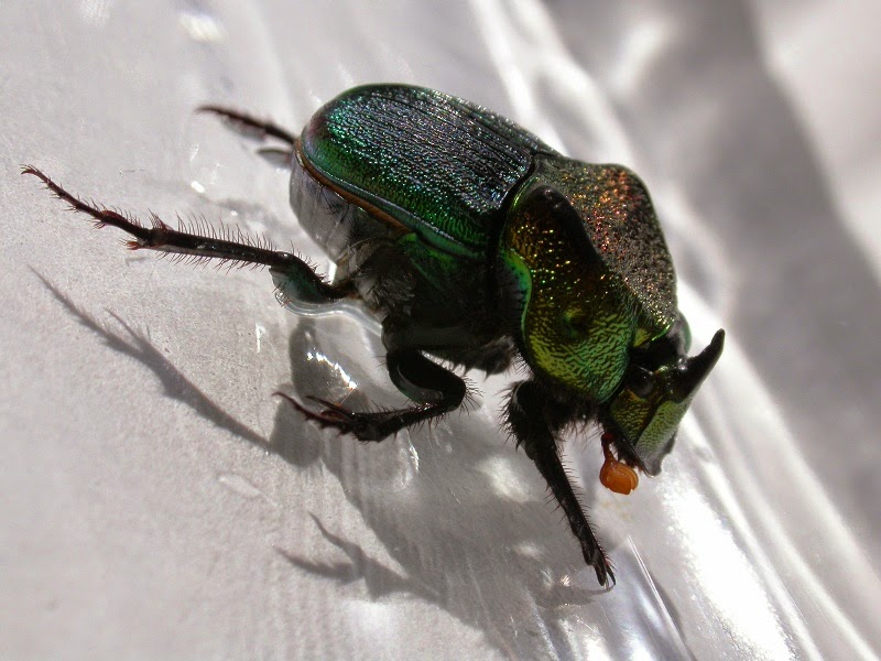 The Opulent Opossum: Rainbow Scarab