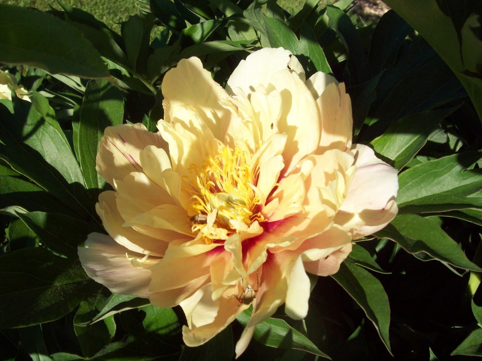 E.C. Browns Nursery: Itoh Hybrid Peonies