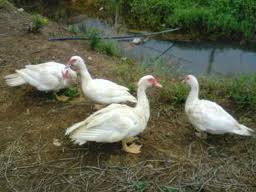 Produk Dari Kampung - RAE Agrofarm: PENTERNAKAN ITIK DAGING & ITIK SAWAH