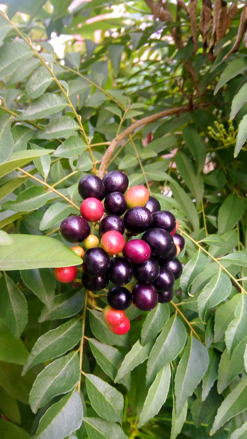 The Fruit of Curry leaf (Daun Kari)