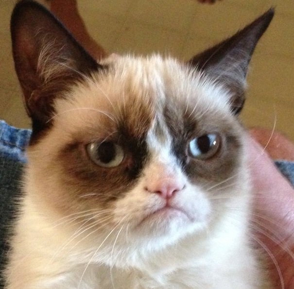 The Last Reel: Grumpy Cat Movie Star!
