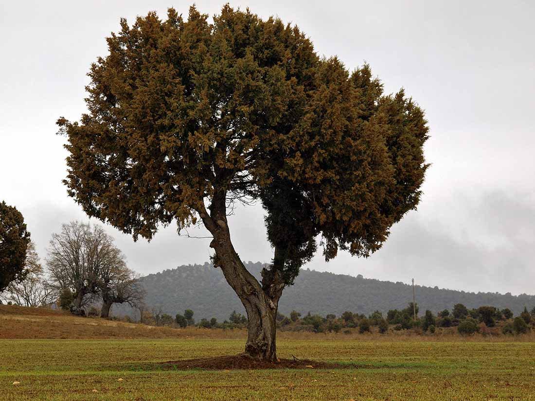 MIS VISTAS DEL MUNDO: Sabinas del Arlanza