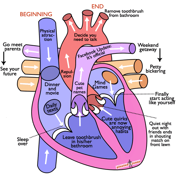 Pundit Press: The Cardiac Cycle Simplified