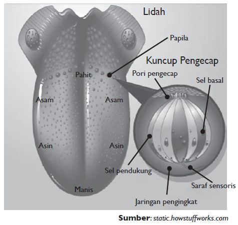 Macam-macam Alat Panca Indra pada Manusia Lengkap