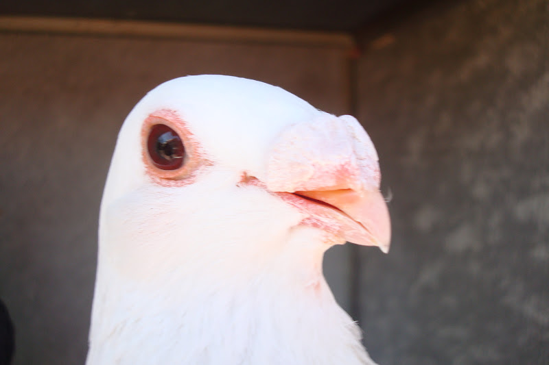 JOSE ANTONIO: LOS CASOS DE ORNITOSIS