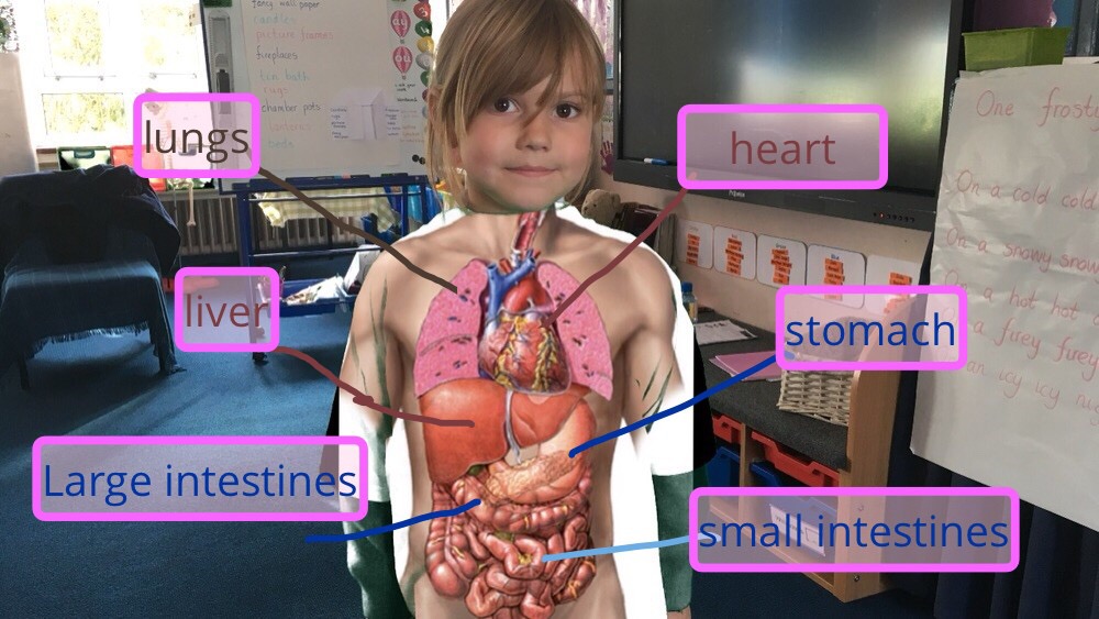 Learning About The Human Body In Year 1