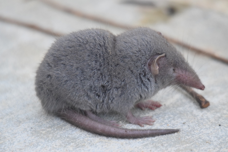 Singapore Wild Animals