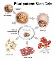Mengenal Stem Sel (stem cell) atau sel Punca / sel Induk