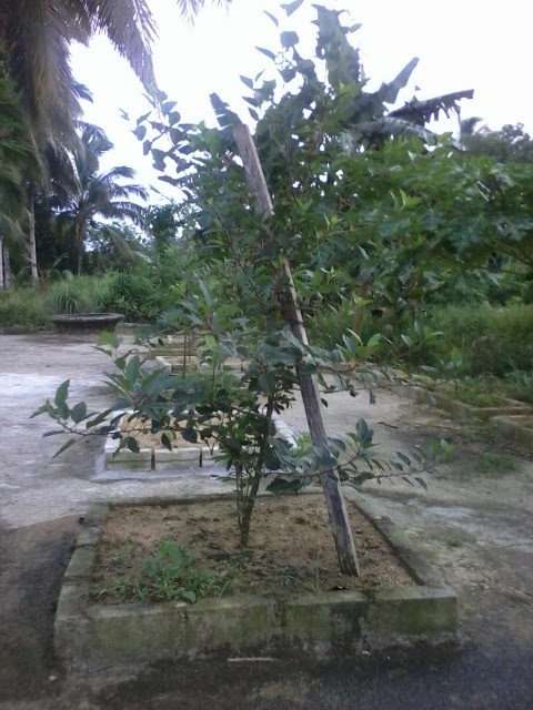 Mohd Sobri Hussin: Benih Pokok Apple