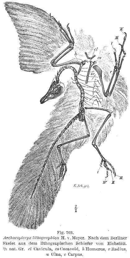 Birds To Dinosaur: Theropod Dinosaurs, Hollow Bones and Archeopteryx