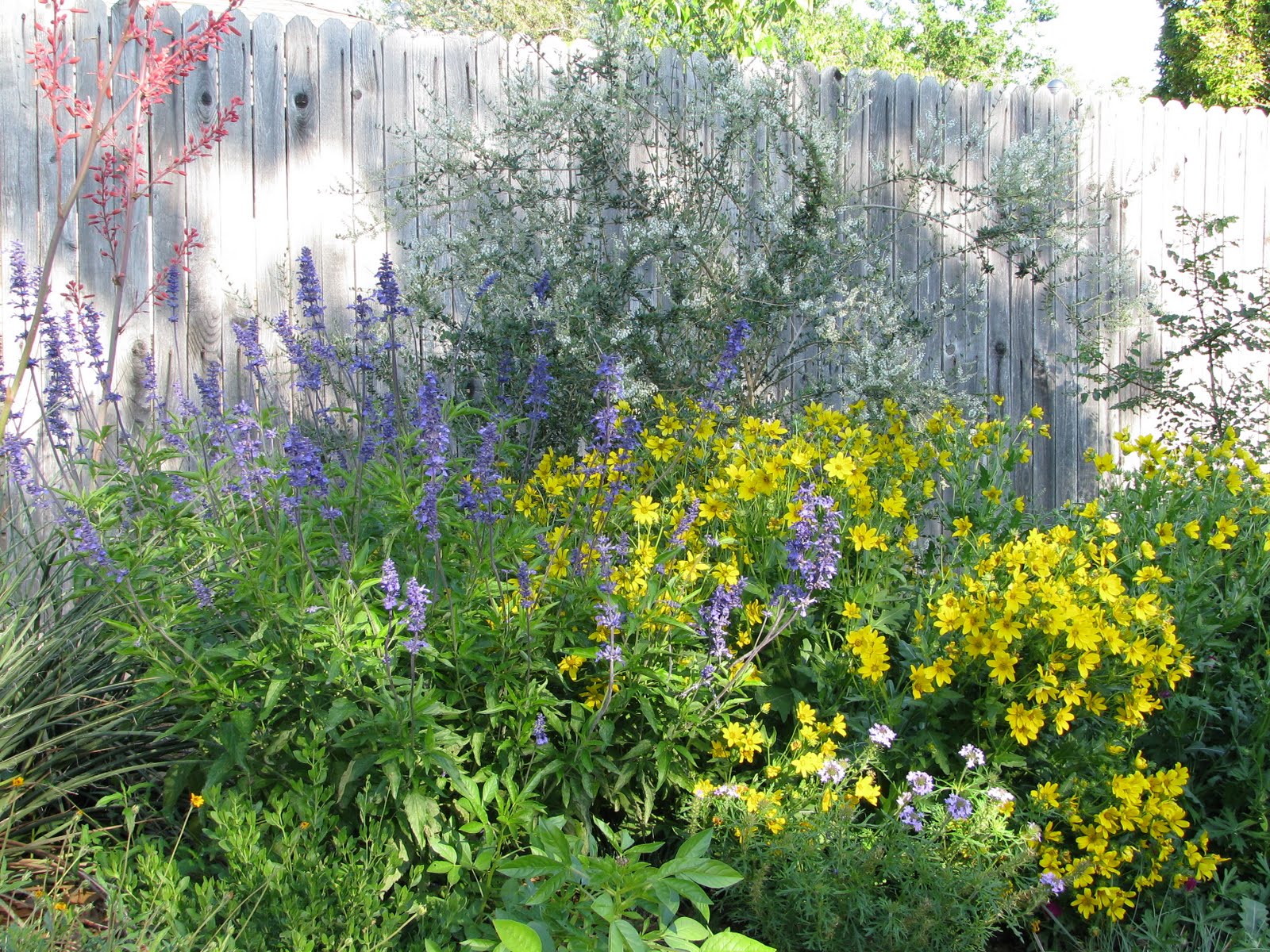 Plano Prairie Garden: National Wildflower Week