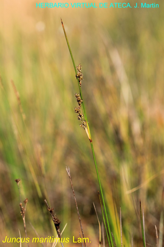Flora silvestre de Ateca: Juncus maritimus.
