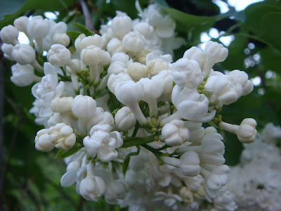 unbrivido: Serenella ... lilla' bianco ...