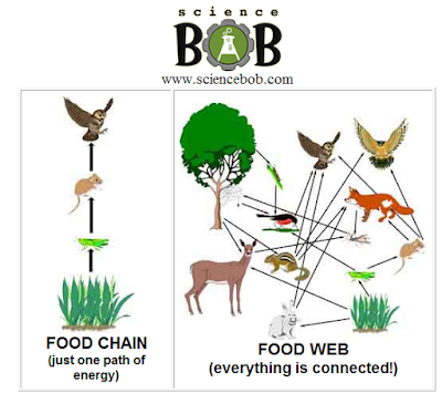 Biome, Niche, Ecosystem, Food Chains and Food Webs