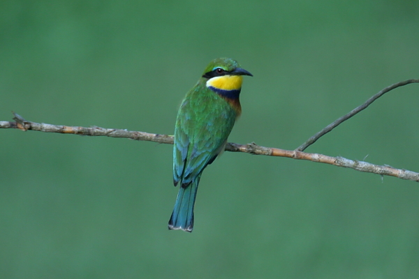 Rockjumper - Worldwide Birding Adventures: The Bee-eaters of Africa by ...
