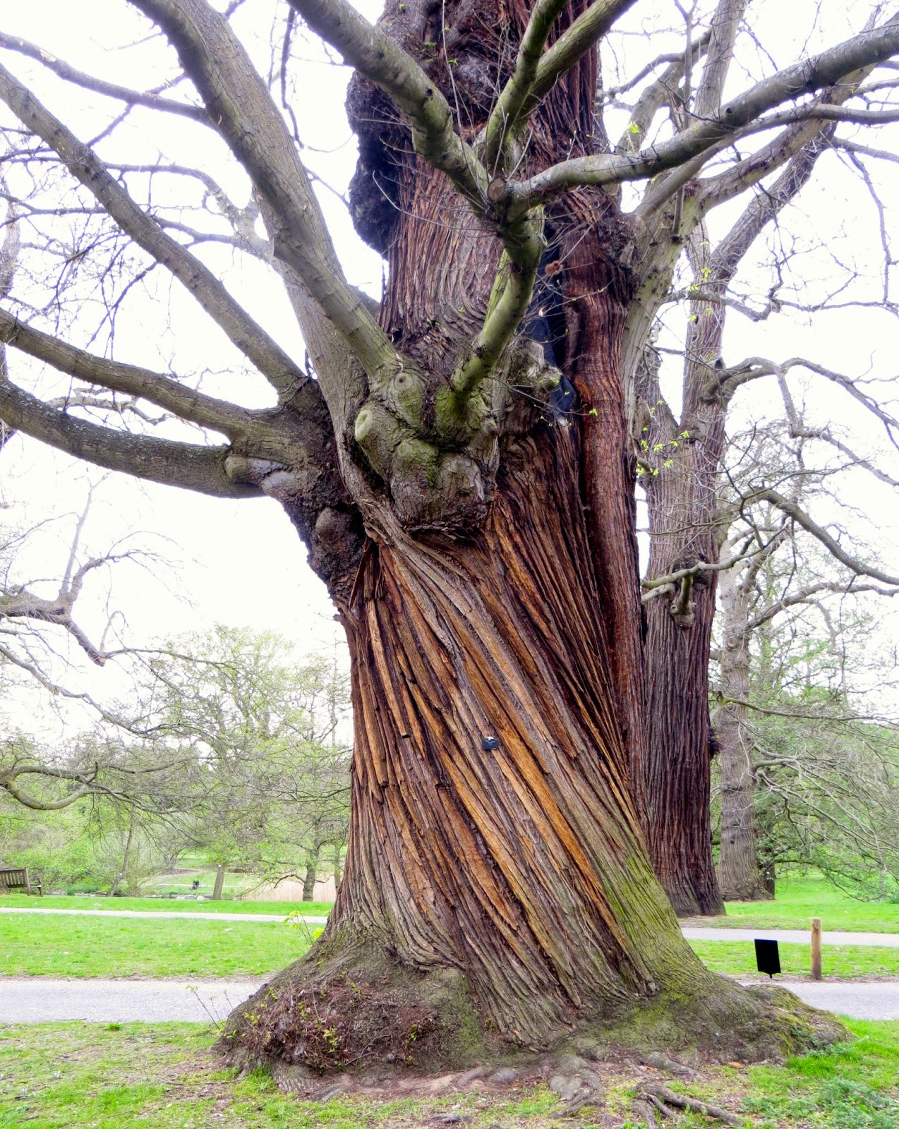 Curiouser and Curiouser: Kew Gardens in the Spring