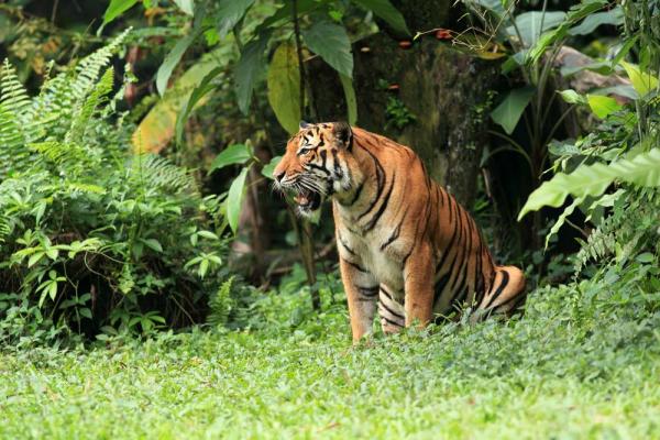 Malayan Tiger | The Life of Animals