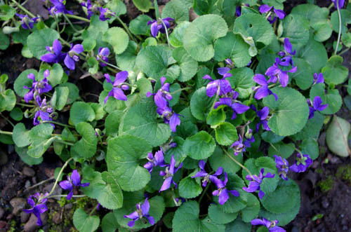 Wait! I Have a Blog?!: Wild Violets