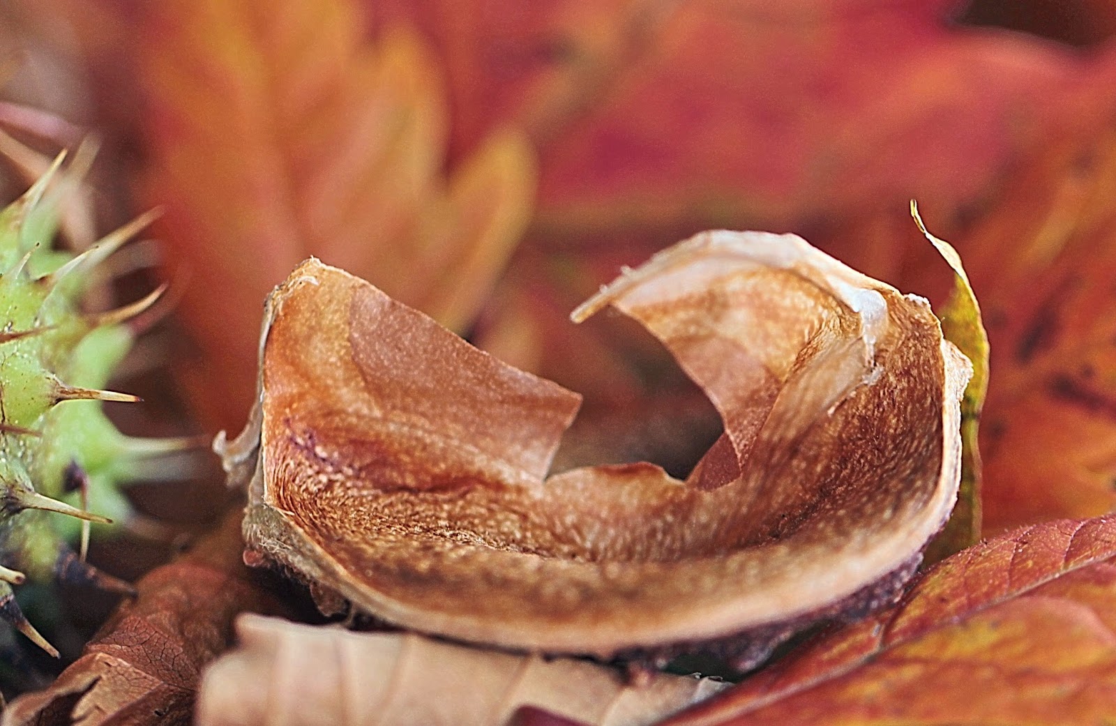 Conkers - Reflections and Nature