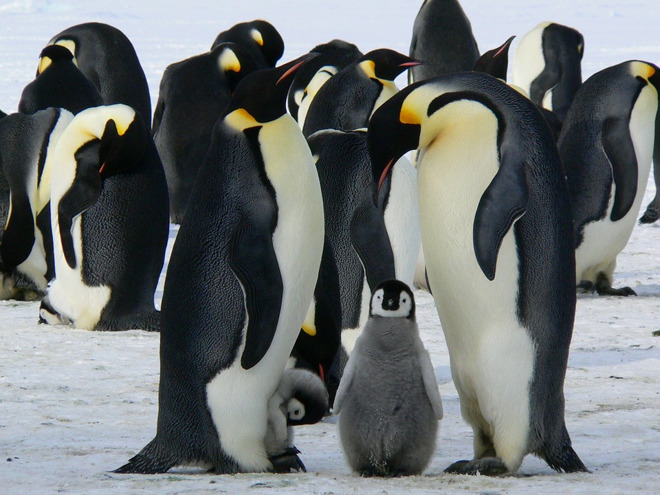 Encyclopedia of Trivia: Penguin