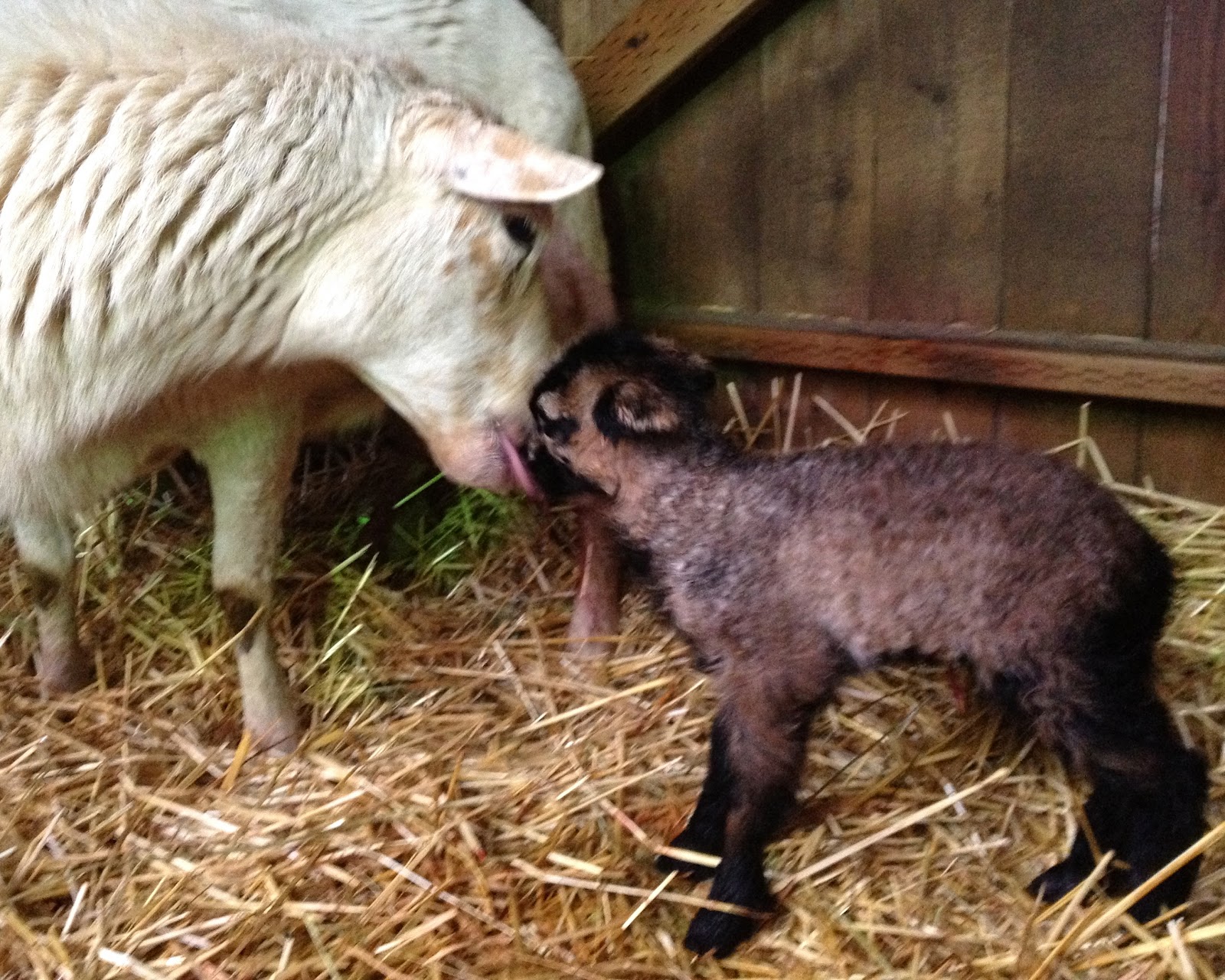 BCxFour: Birth of a Lamb