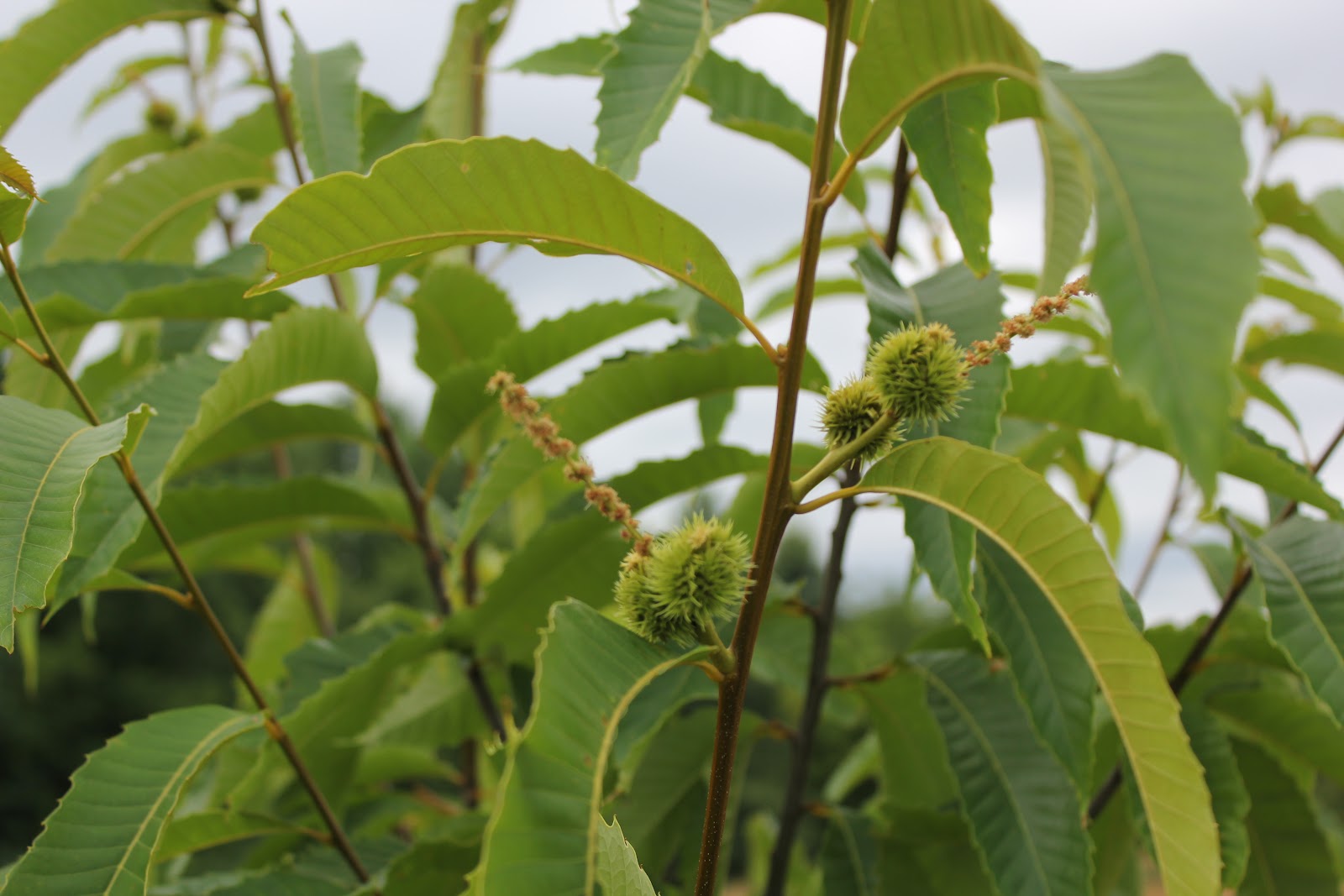 Biological Thinking: American Chestnut Trees