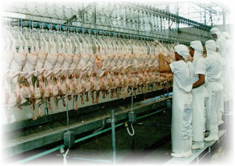 S T R A V A G A N Z A: HANDLING POULTRY & EGGS IN THE KITCHEN