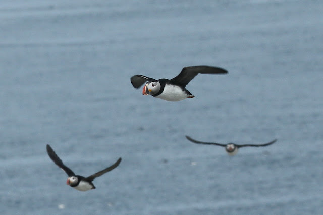 Tails of Birding: Puffins on the Wing
